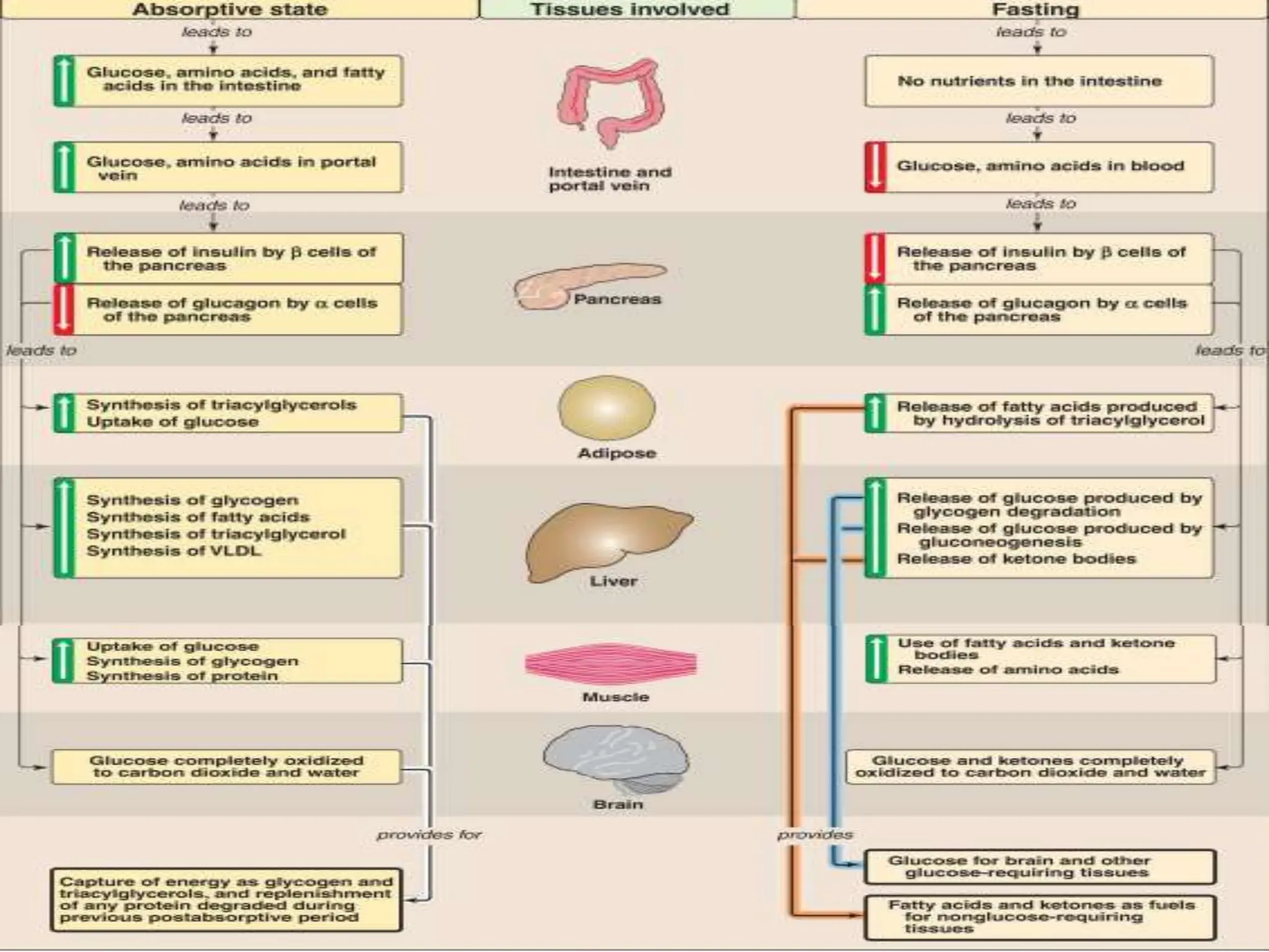 FEED FAST CYCLE DETAILS. METABOLISM IN WEL FED AND FASTING STATE | PPTX