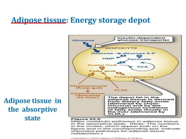FEED FAST CYCLE DETAILS. METABOLISM IN WEL FED AND FASTING STATE | PPTX