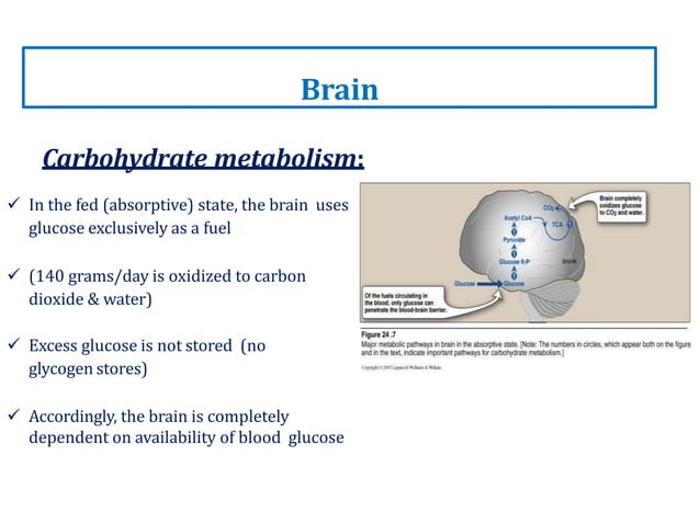 FEED FAST CYCLE DETAILS. METABOLISM IN WEL FED AND FASTING STATE | PPTX