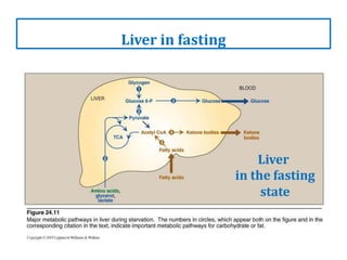 FEED FAST CYCLE DETAILS. METABOLISM IN WEL FED AND FASTING STATE | PPTX
