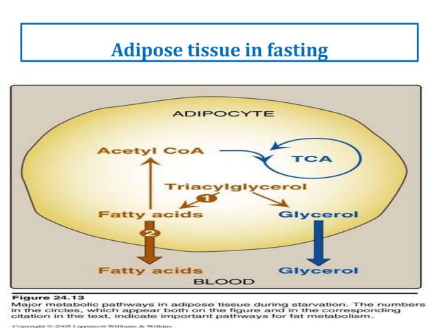 FEED FAST CYCLE DETAILS. METABOLISM IN WEL FED AND FASTING STATE | PPTX