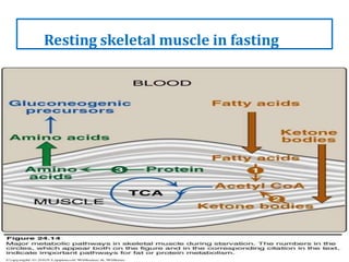 FEED FAST CYCLE DETAILS. METABOLISM IN WEL FED AND FASTING STATE | PPTX
