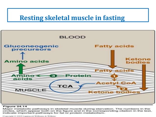 FEED FAST CYCLE DETAILS. METABOLISM IN WEL FED AND FASTING STATE | PPTX