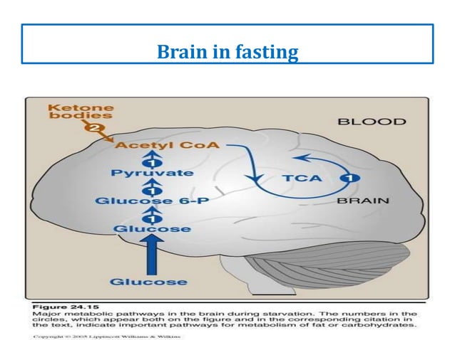 FEED FAST CYCLE DETAILS. METABOLISM IN WEL FED AND FASTING STATE | PPTX