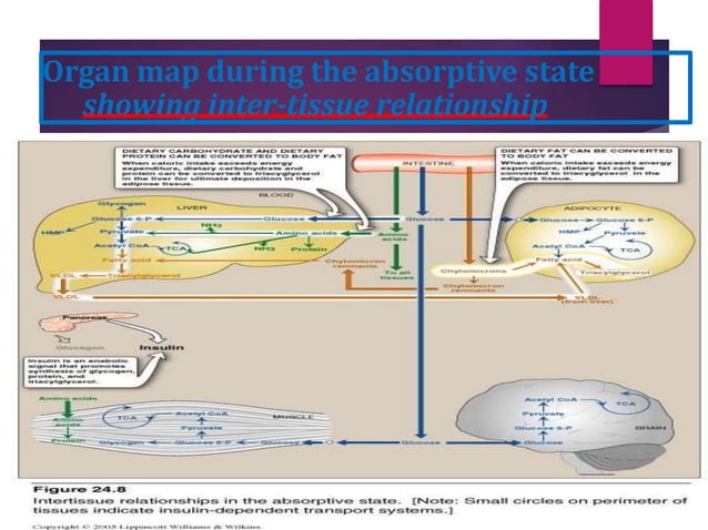 FEED FAST CYCLE DETAILS. METABOLISM IN WEL FED AND FASTING STATE | PPTX