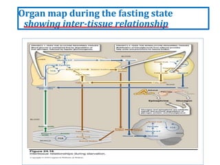 FEED FAST CYCLE DETAILS. METABOLISM IN WEL FED AND FASTING STATE | PPTX