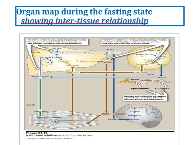FEED FAST CYCLE DETAILS. METABOLISM IN WEL FED AND FASTING STATE | PPTX