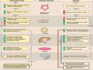 FEED FAST CYCLE DETAILS. METABOLISM IN WEL FED AND FASTING STATE | PPTX
