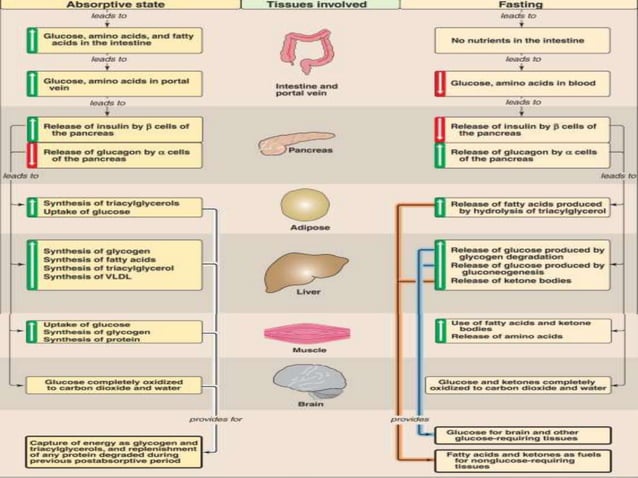 FEED FAST CYCLE DETAILS. METABOLISM IN WEL FED AND FASTING STATE | PPTX
