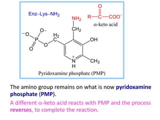 MBBS II Nitrogen Metabolism 1.pptx | Chemistry | Science