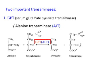 MBBS II Nitrogen Metabolism 1.pptx