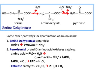 MBBS II Nitrogen Metabolism 1.pptx