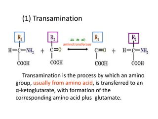 MBBS II Nitrogen Metabolism 1.pptx
