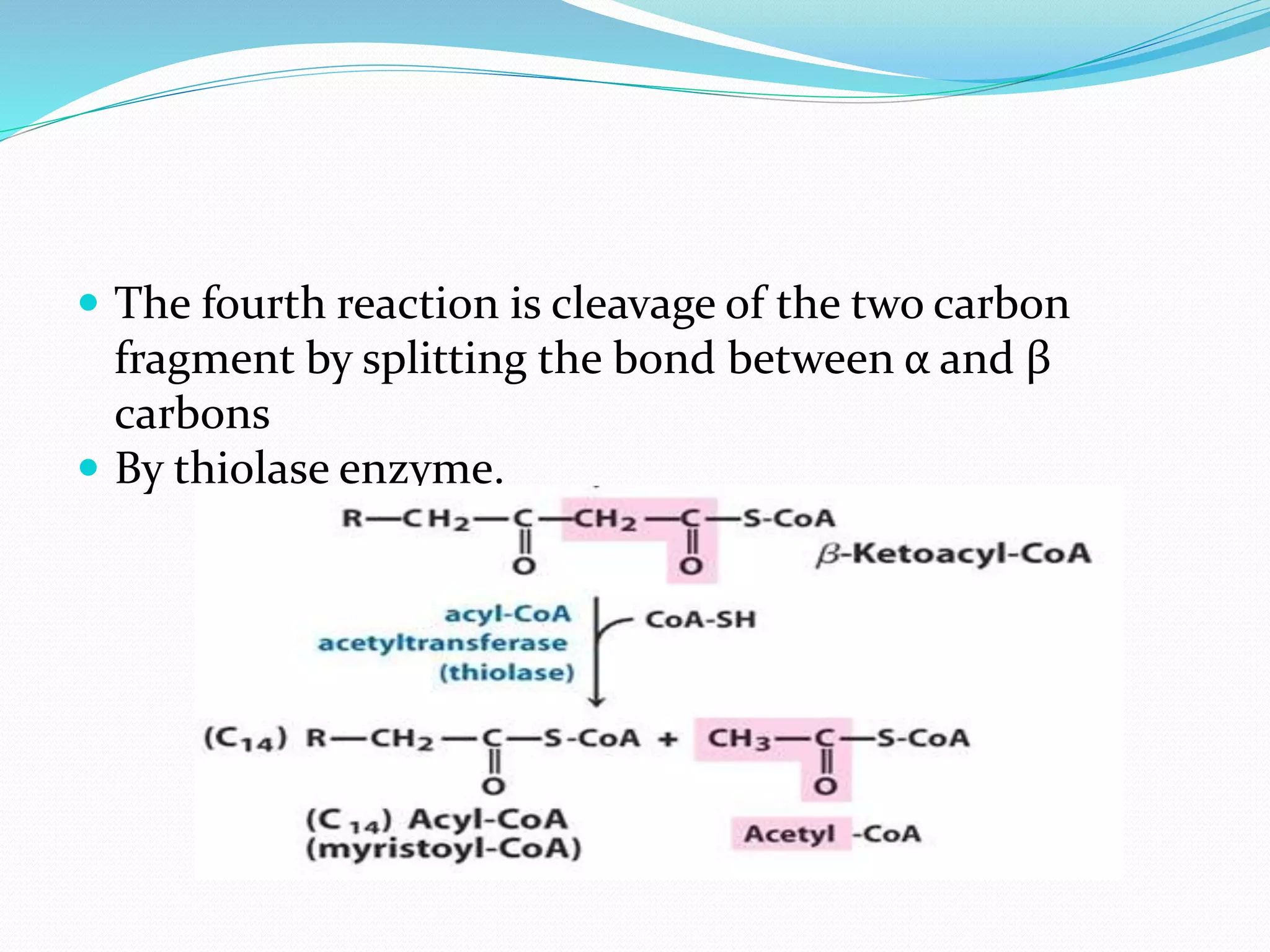 Overview of lipid metabolism | PPTX