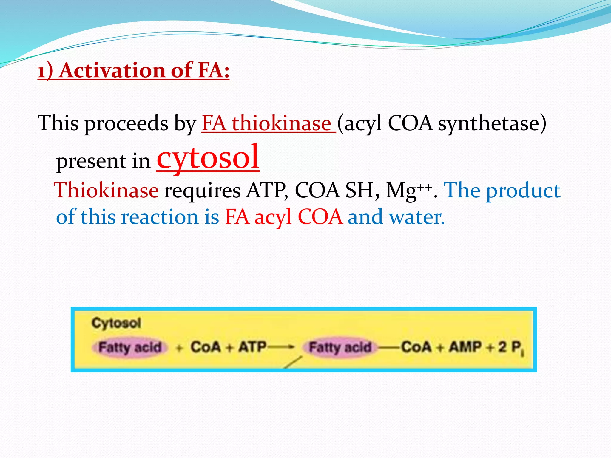 Overview of lipid metabolism | PPTX