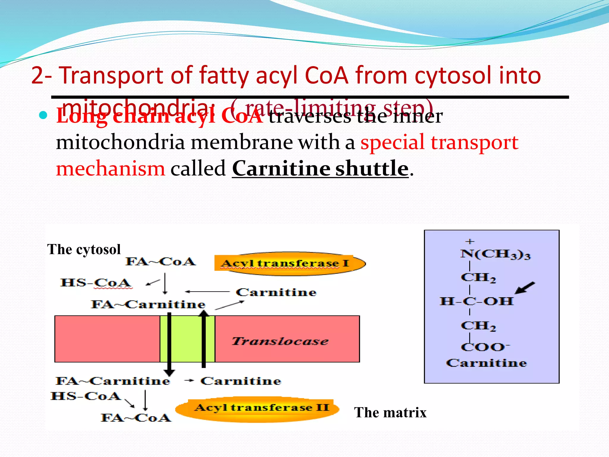 Overview of lipid metabolism | PPTX