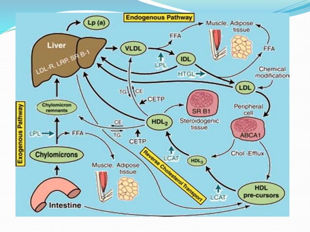 Overview of lipid metabolism