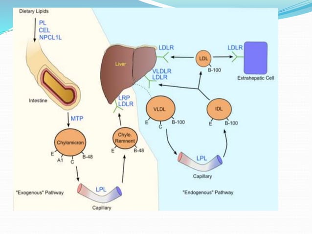 Overview of lipid metabolism