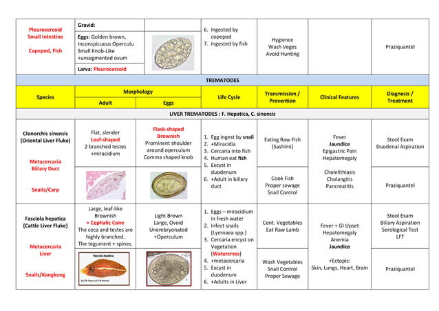MBBS Parasitology, Parasitology made easy | PPT
