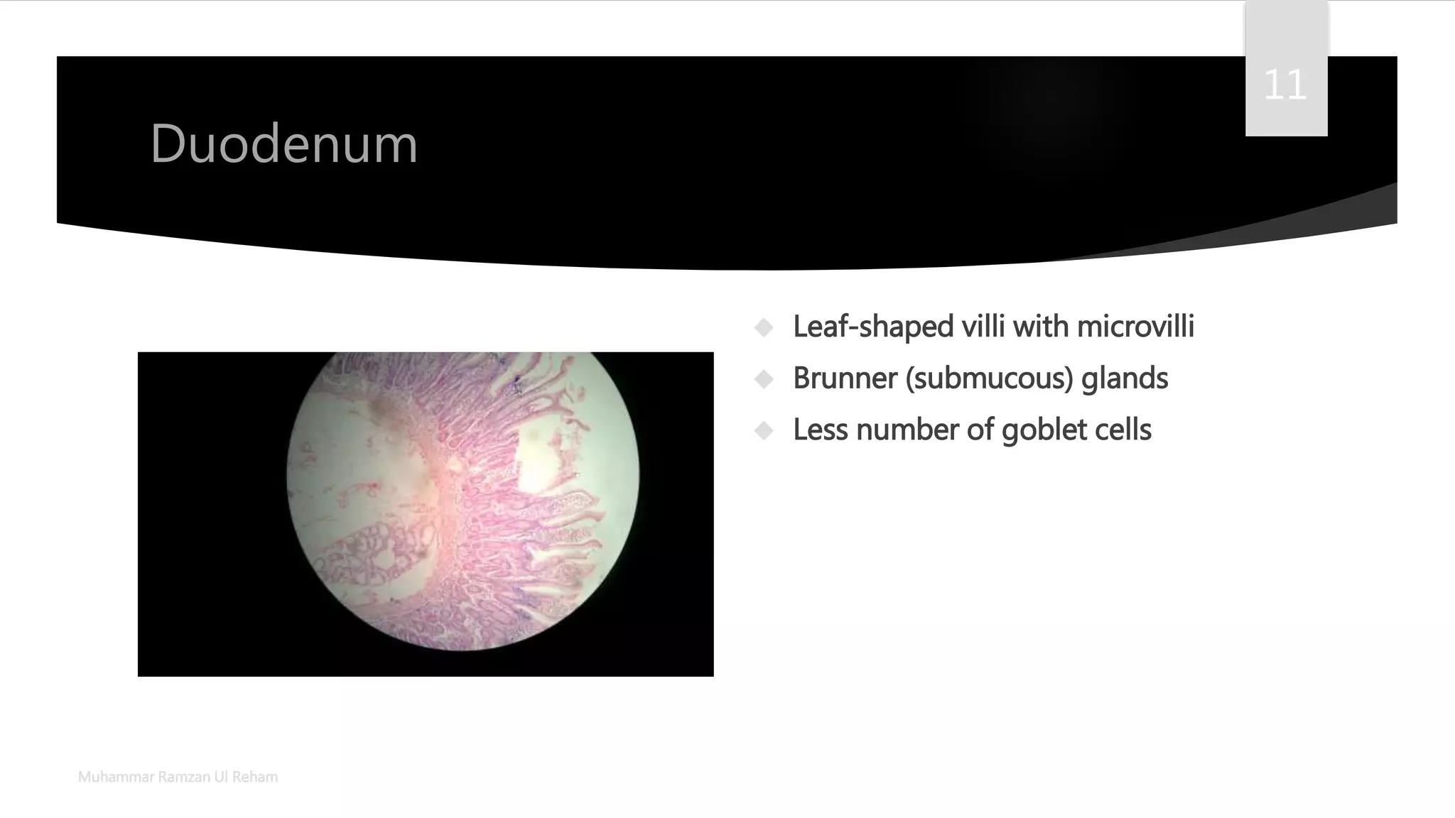 Mbbs part 2 histology slides labelled | PPTX
