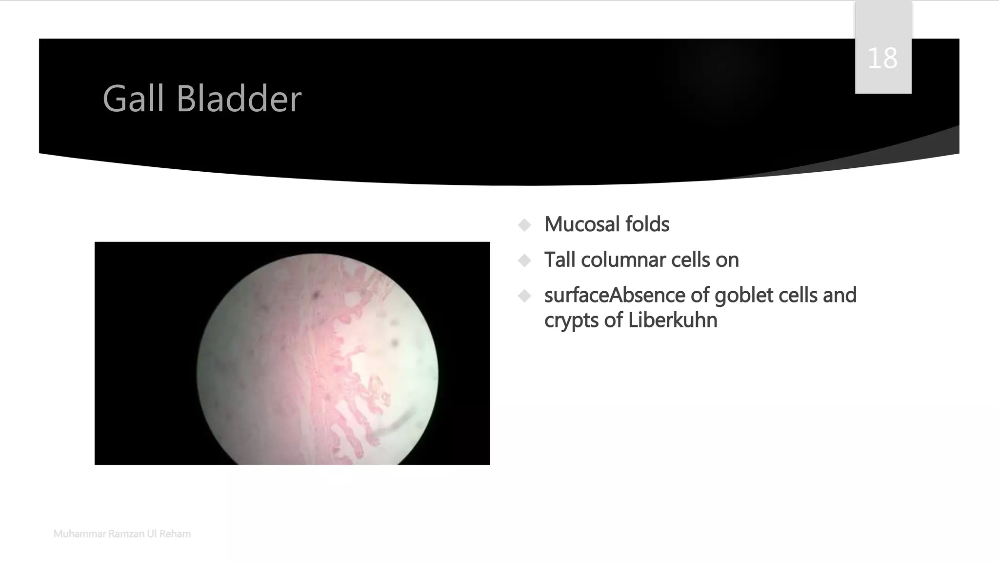 Mbbs part 2 histology slides labelled | PPTX