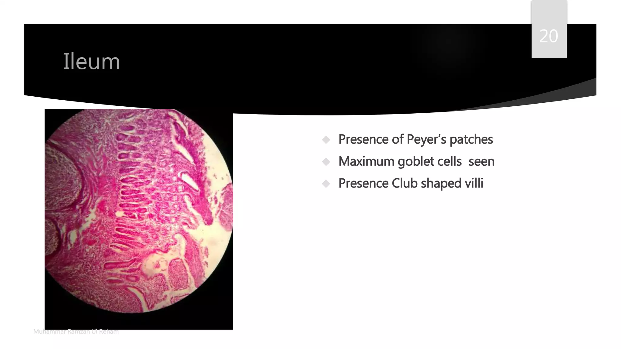 Mbbs part 2 histology slides labelled | PPTX