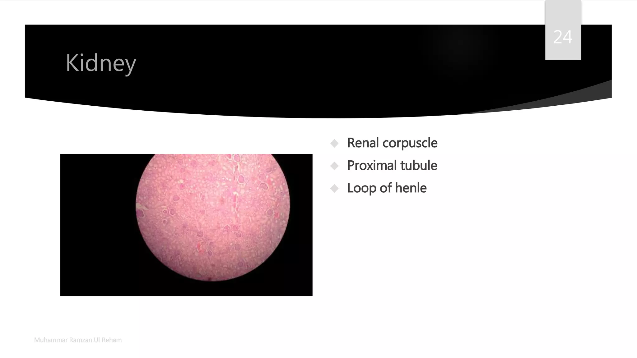 Mbbs part 2 histology slides labelled | PPTX