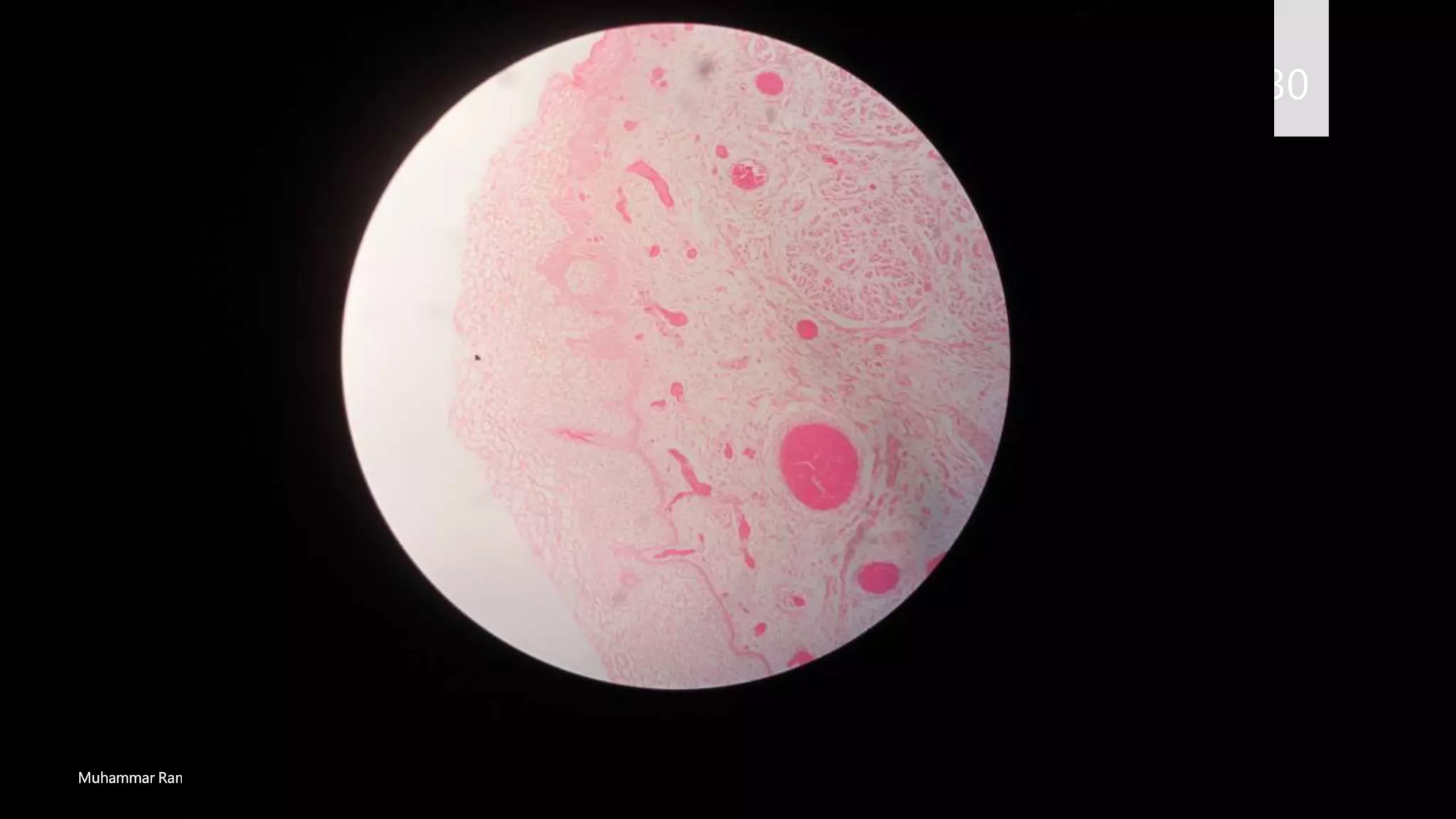 Mbbs part 2 histology slides labelled | PPTX