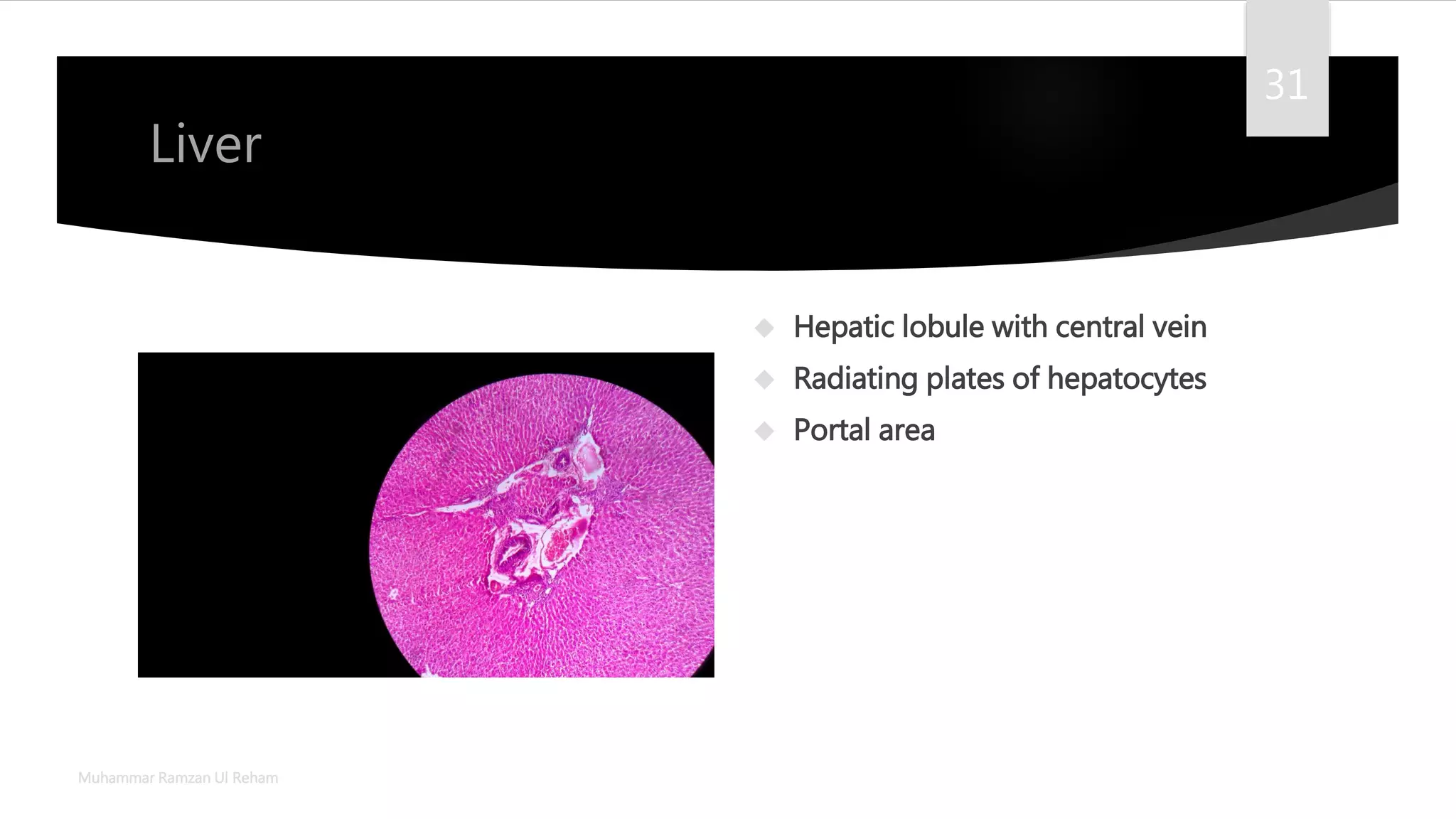 Mbbs part 2 histology slides labelled | PPTX