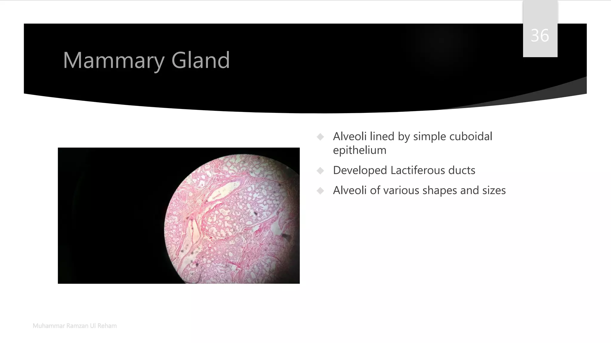 Mbbs part 2 histology slides labelled | PPTX