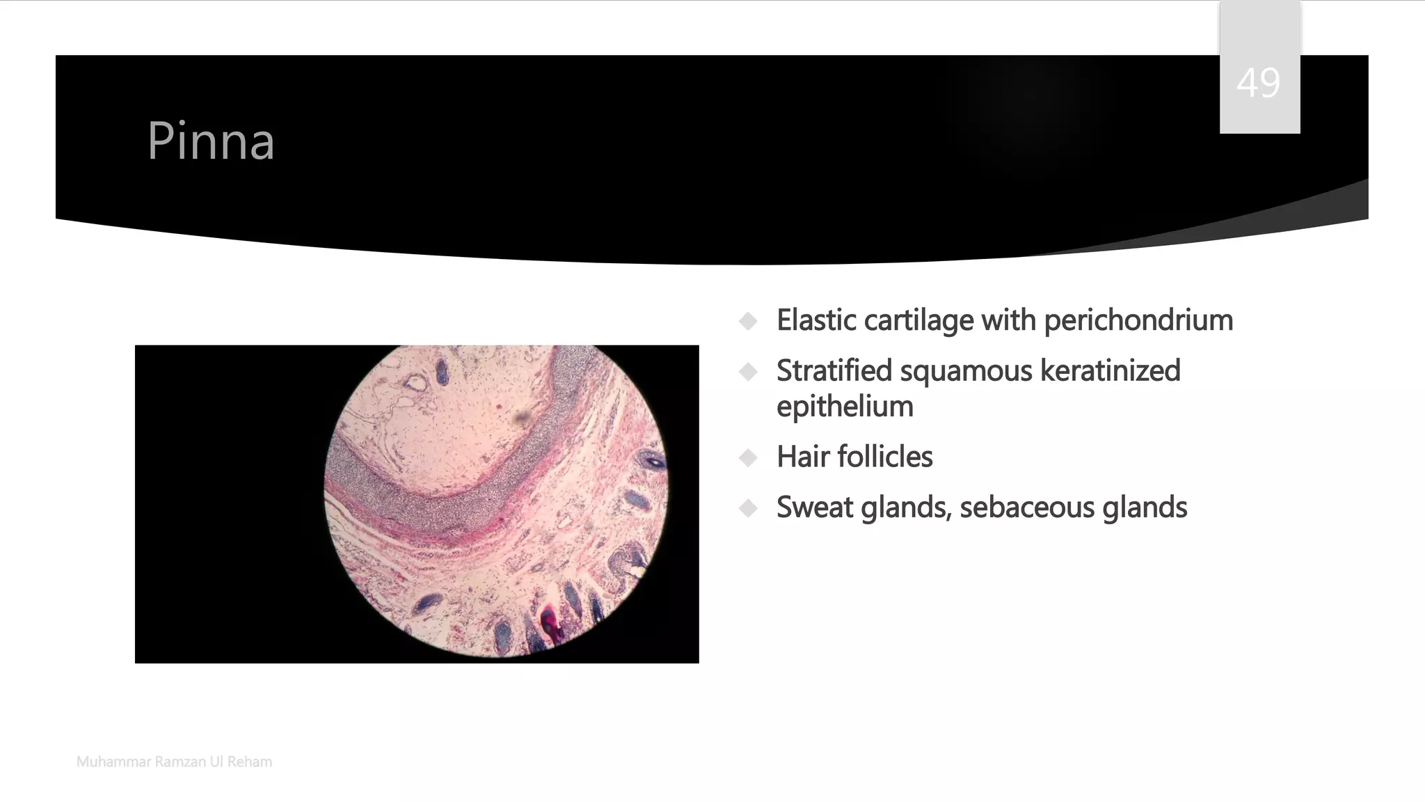 Mbbs part 2 histology slides labelled | PPTX