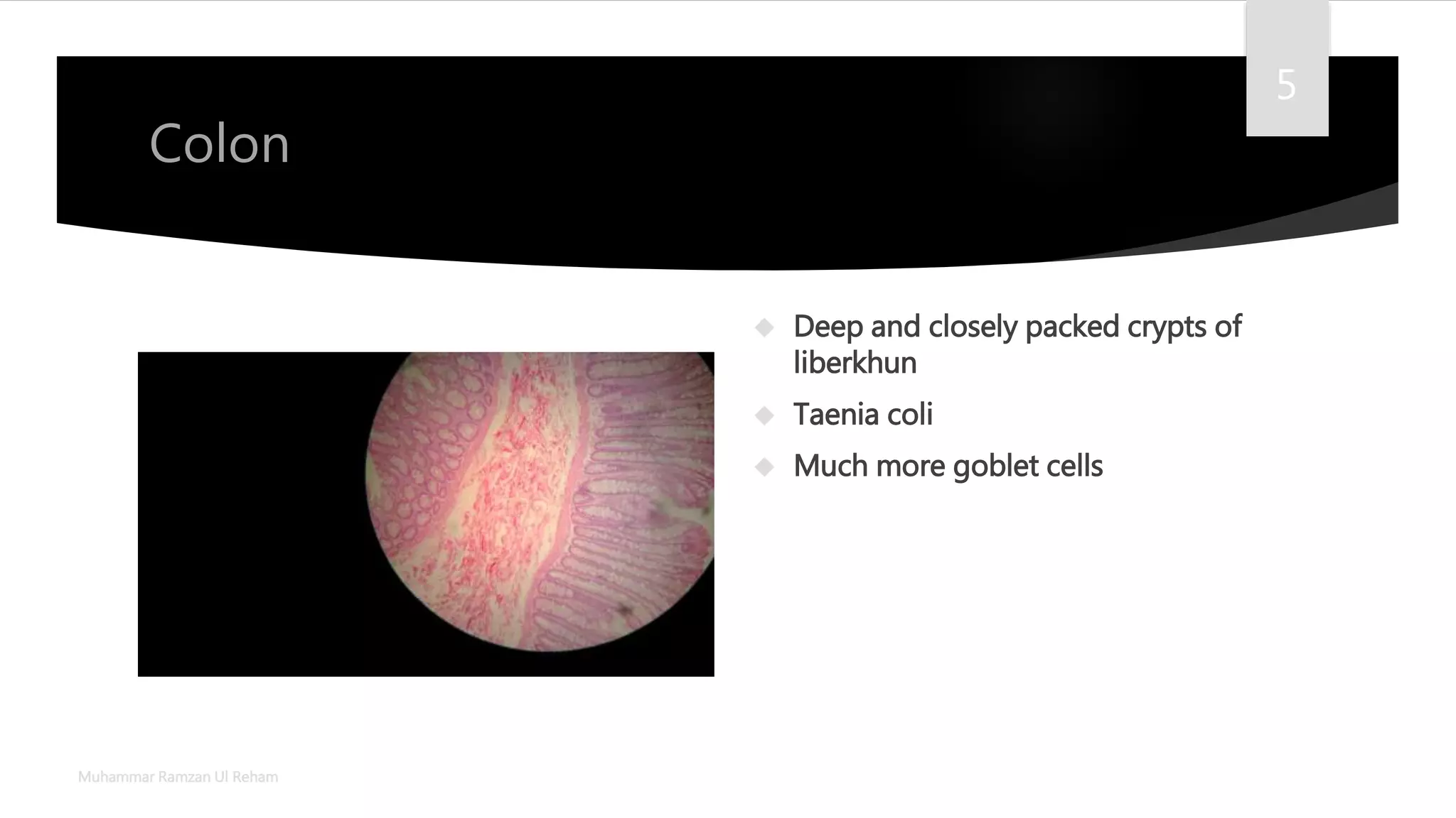 Mbbs part 2 histology slides labelled | PPTX