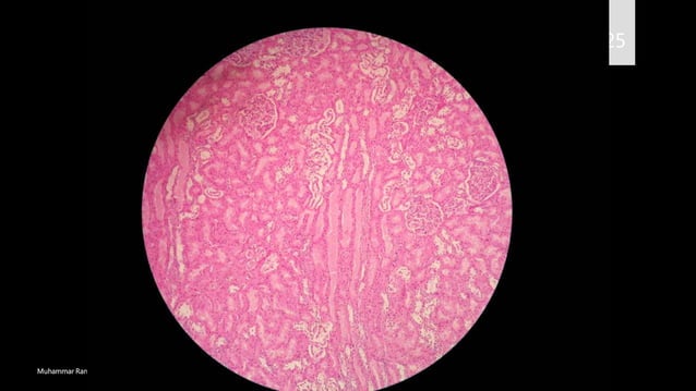 Mbbs part 2 histology slides labelled | PPTX