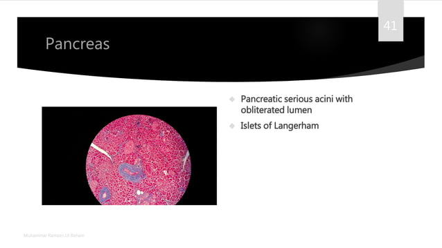 Mbbs part 2 histology slides labelled | PPTX