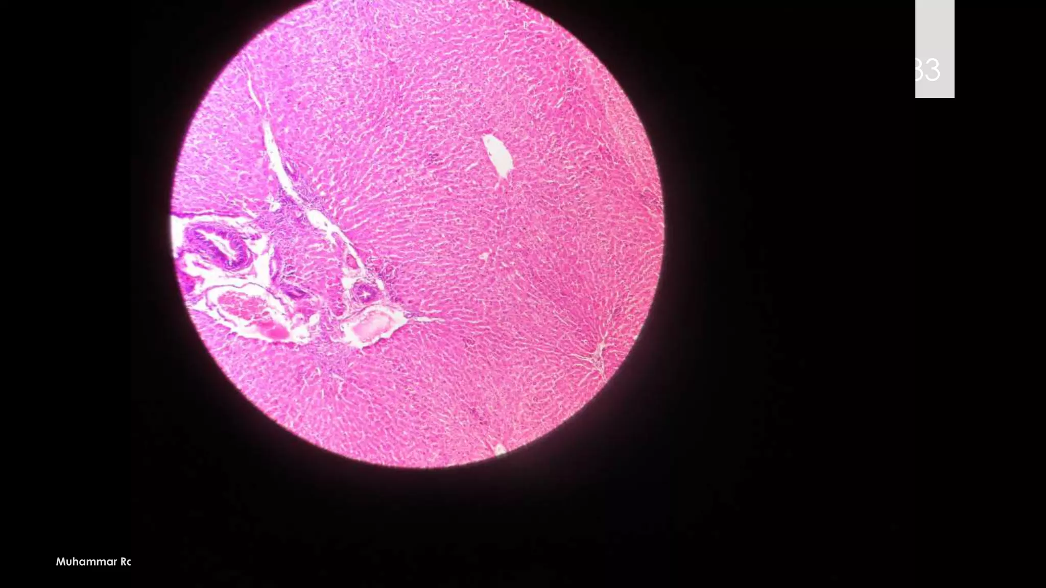 Mbbs part 2 histology slides | PPT