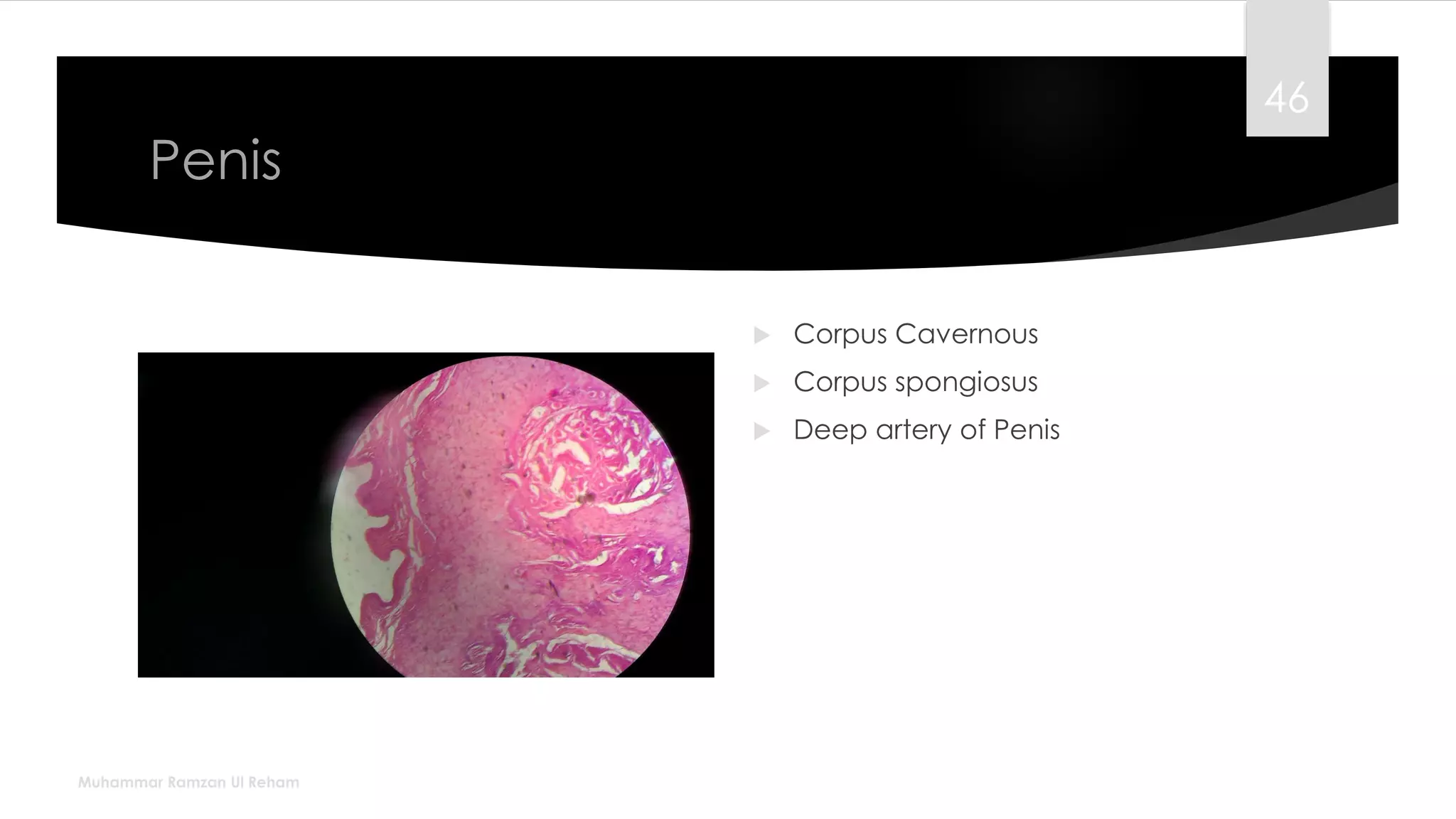 Mbbs part 2 histology slides | PPT