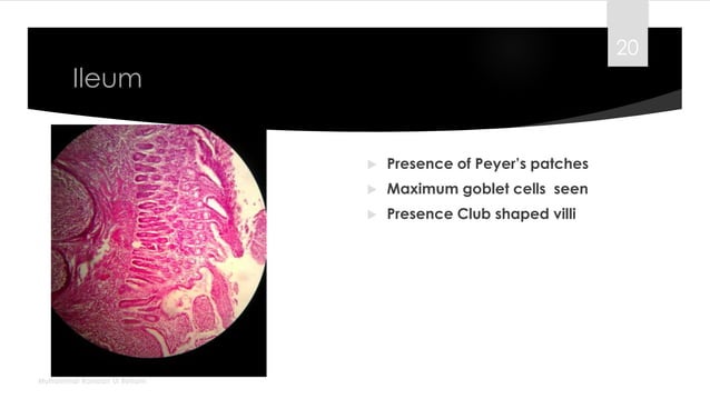 Mbbs part 2 histology slides | PPT | Free Download