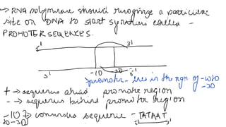 RT PCR and qPCR, eukaryotic and prokaryotictranscription | PPT