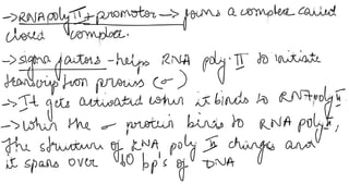 RT PCR and qPCR, eukaryotic and prokaryotictranscription | PPT