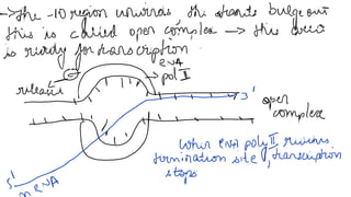 RT PCR and qPCR, eukaryotic and prokaryotictranscription | PPT