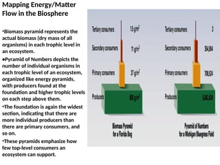 MBC 222 ENERGY FLOW.ppt deals on how energy | PPT