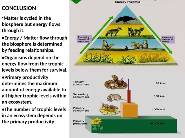 MBC 222 ENERGY FLOW.ppt deals on how energy | PPT