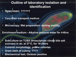 Vibrio species in medical microbiology and immunology | PPTX