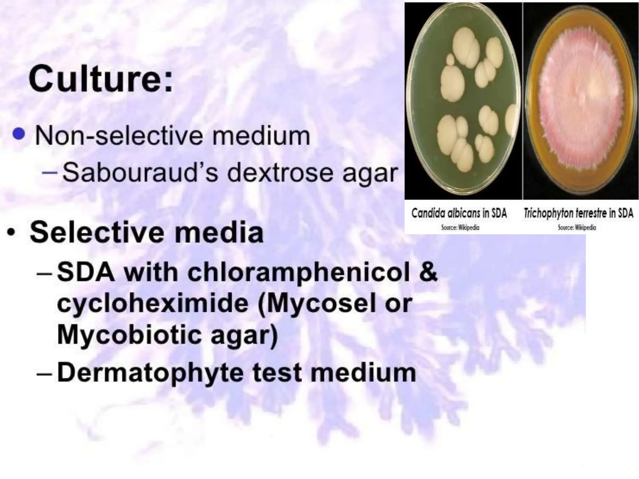 Introduction to superficial mycoses Apr2024.ppt
