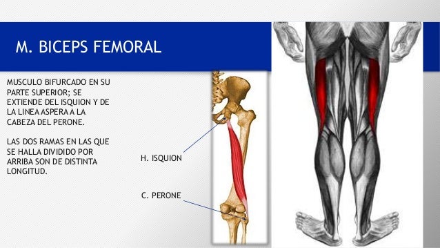 M.Biceps Femoral y M. tibial anterior