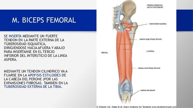 M.Biceps Femoral y M. tibial anterior