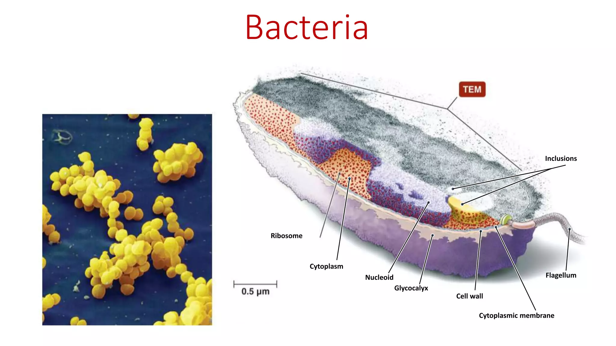 Introduction to bacteria | PPTX | Biological Sciences | Science