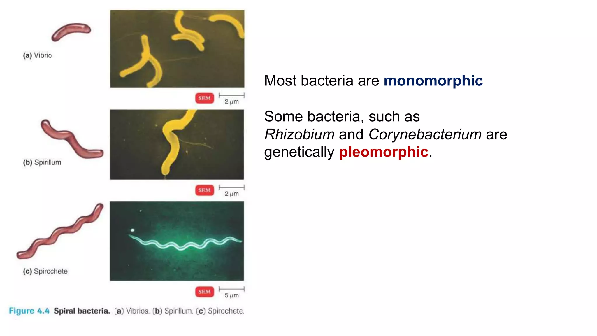 Introduction to bacteria | PPT