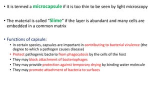Introduction to bacteria | PPT