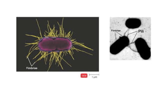 Introduction to bacteria | PPT